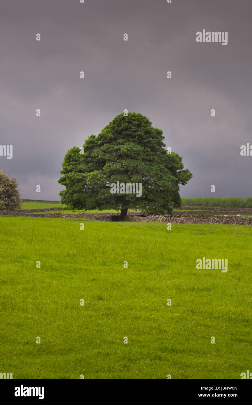 English sycamore tree hi-res stock photography and images - Alamy