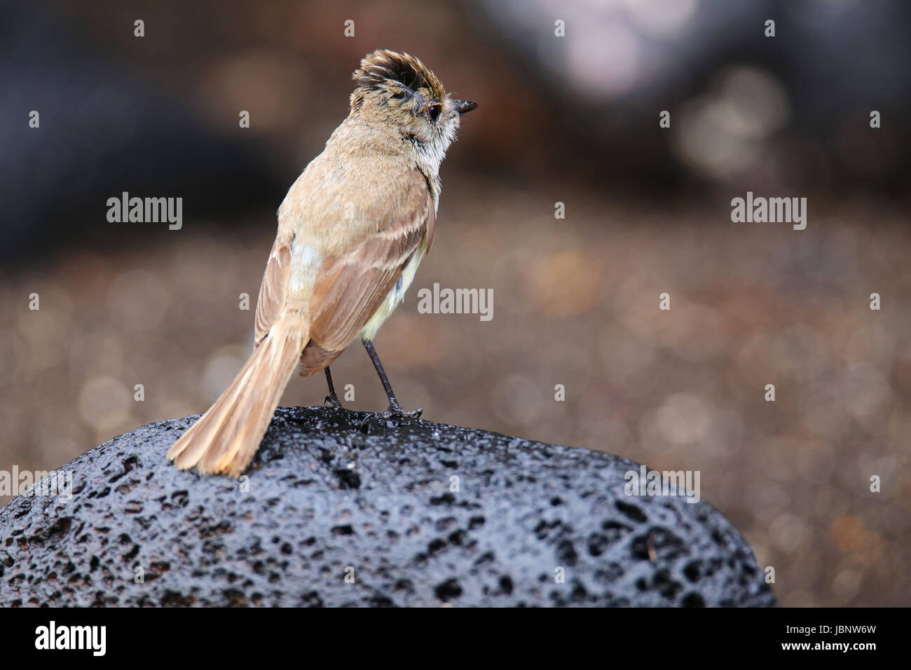 Galapagos flycatcher (Myiarchus magnirostris) on Santiago Island ...