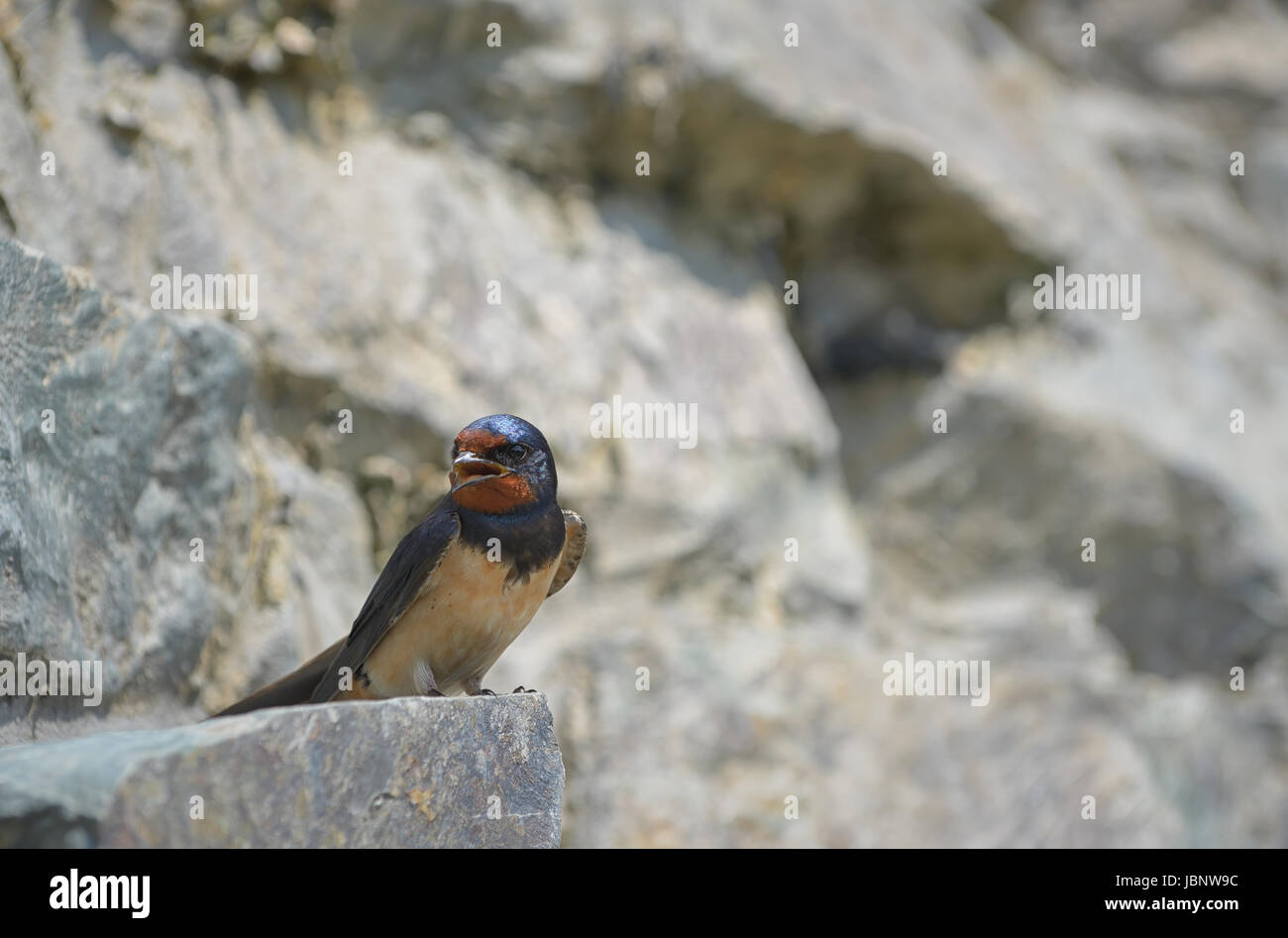 Swallow, Hirundo rustica on rock Stock Photo - Alamy