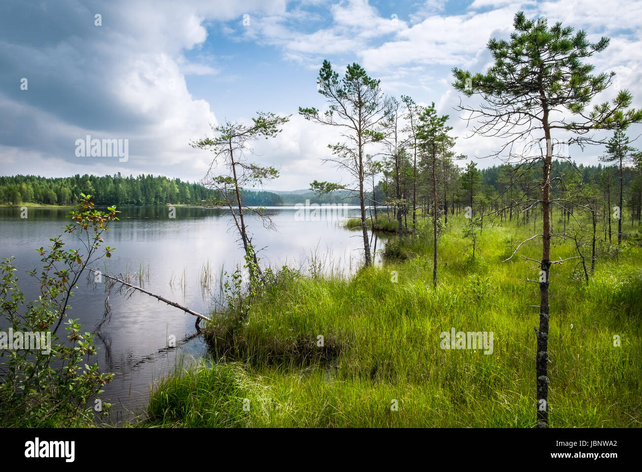 Swamp landscape hi-res stock photography and images - Alamy