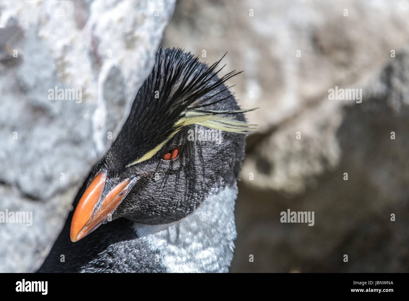 Cute Rockhopper Penguin