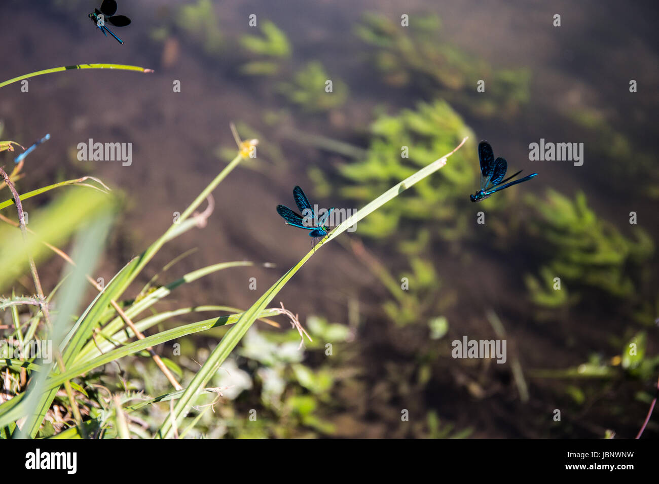 Dragonflies are flying insects hi-res stock photography and images - Alamy