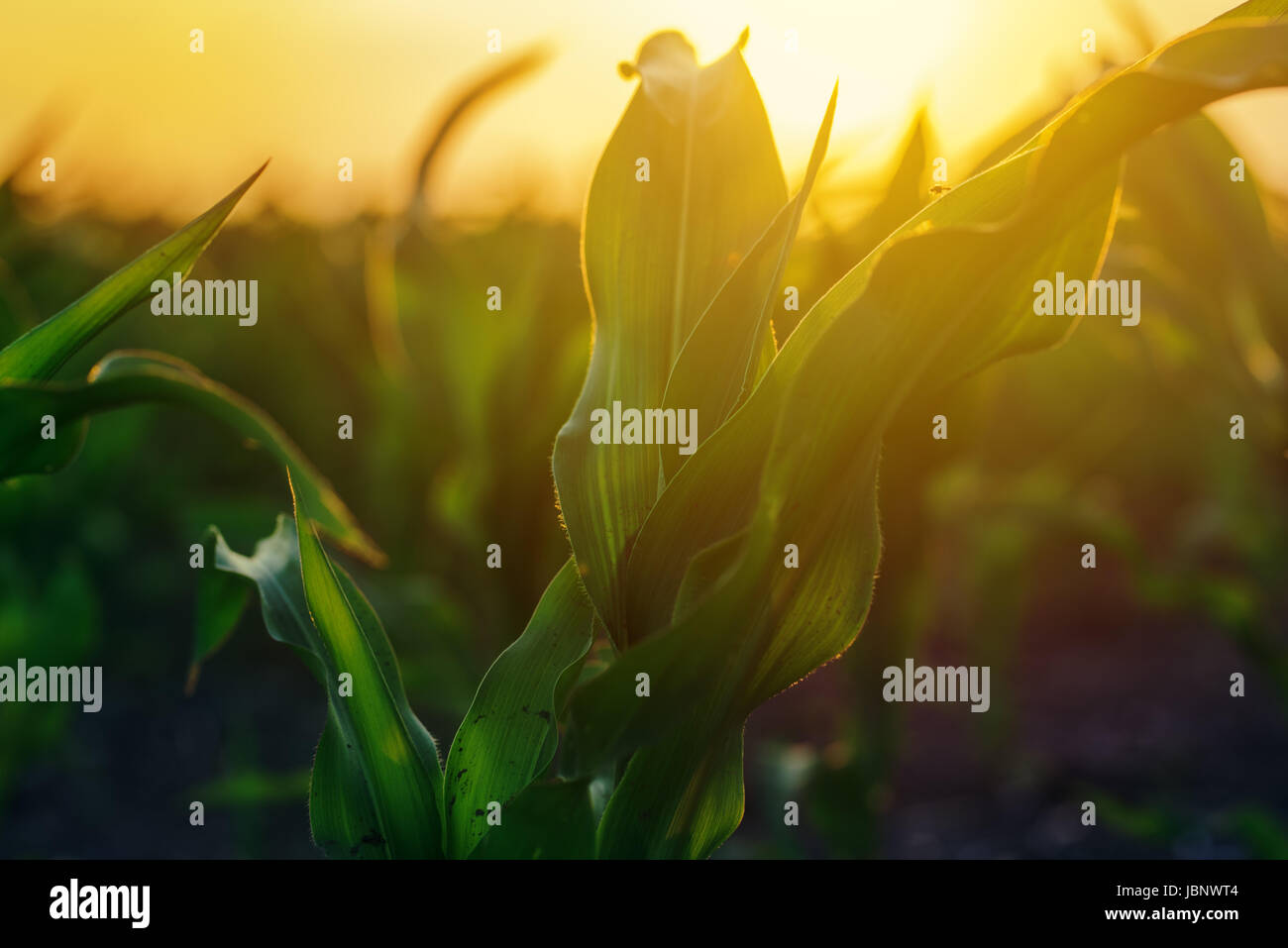 Corn plantation in sunset, maize crop plants growing in field Stock ...