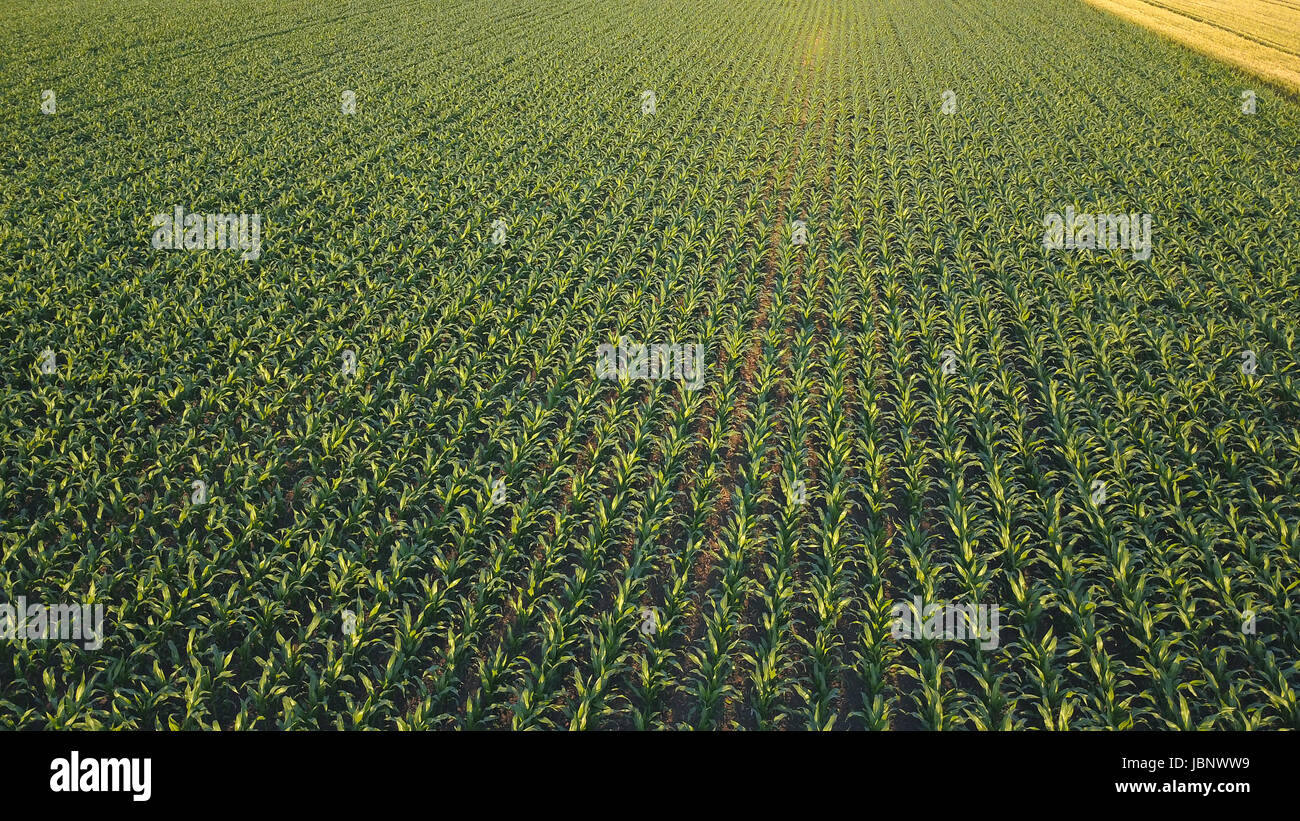 Corn field from drone point of view, cultivated maize crops Stock Photo ...