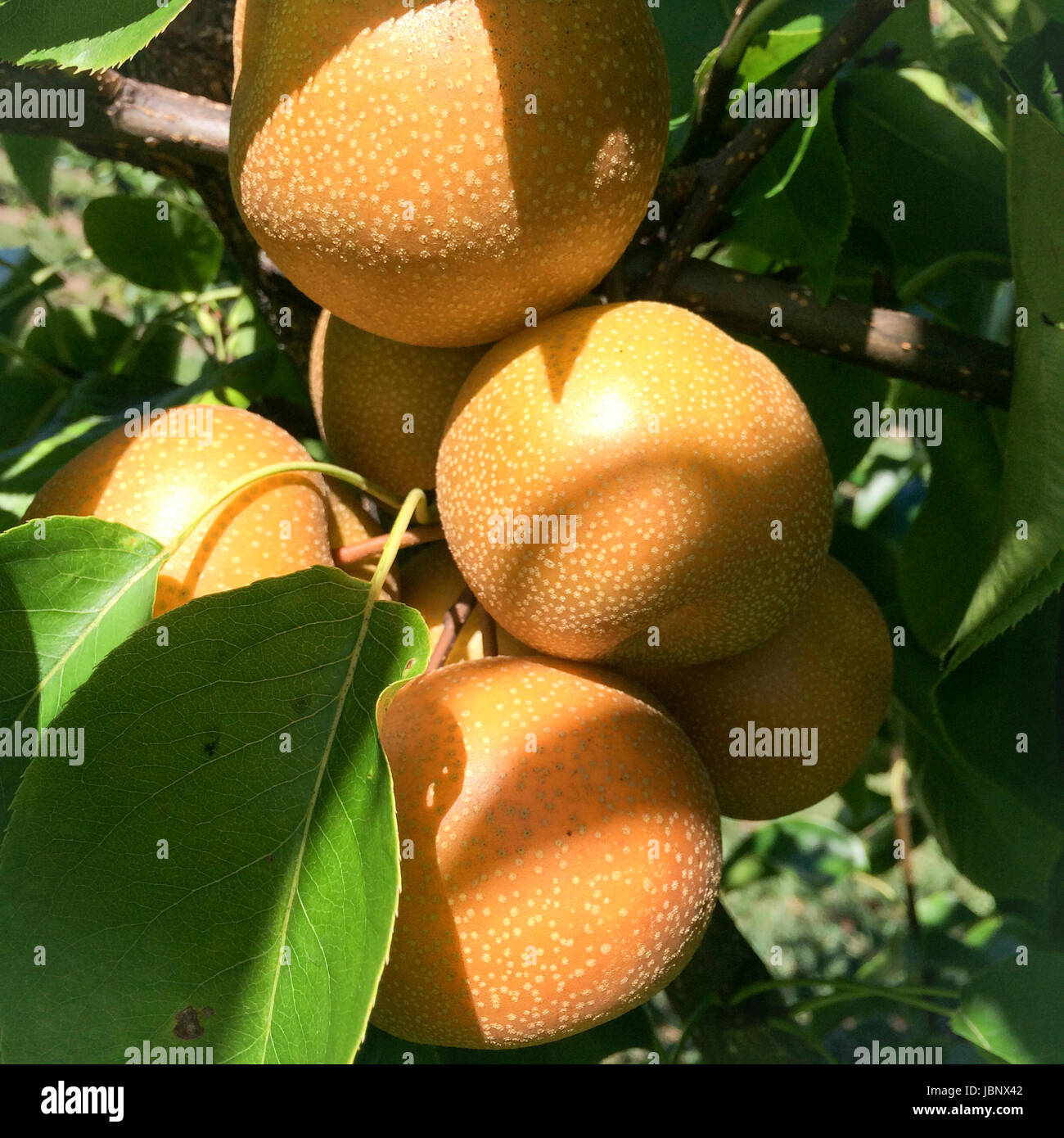 Asian pear bunch hanging from tree in sunlight Stock Photo - Alamy
