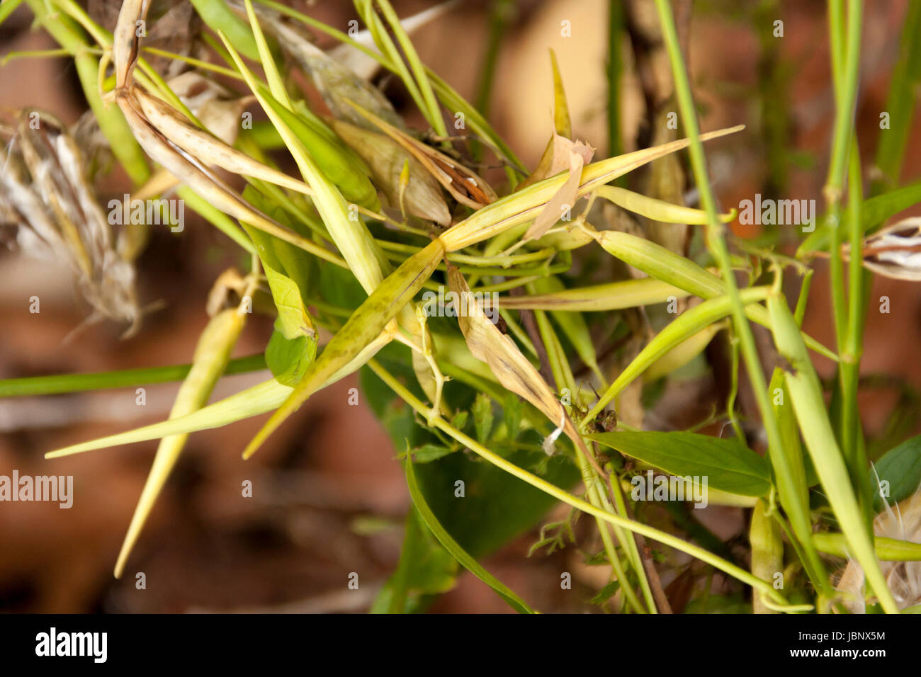 Dog Strangling Vine Map