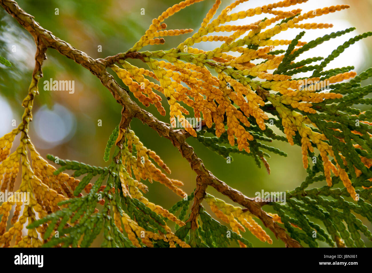 Cypress fan-shaped branchlet Stock Photo - Alamy
