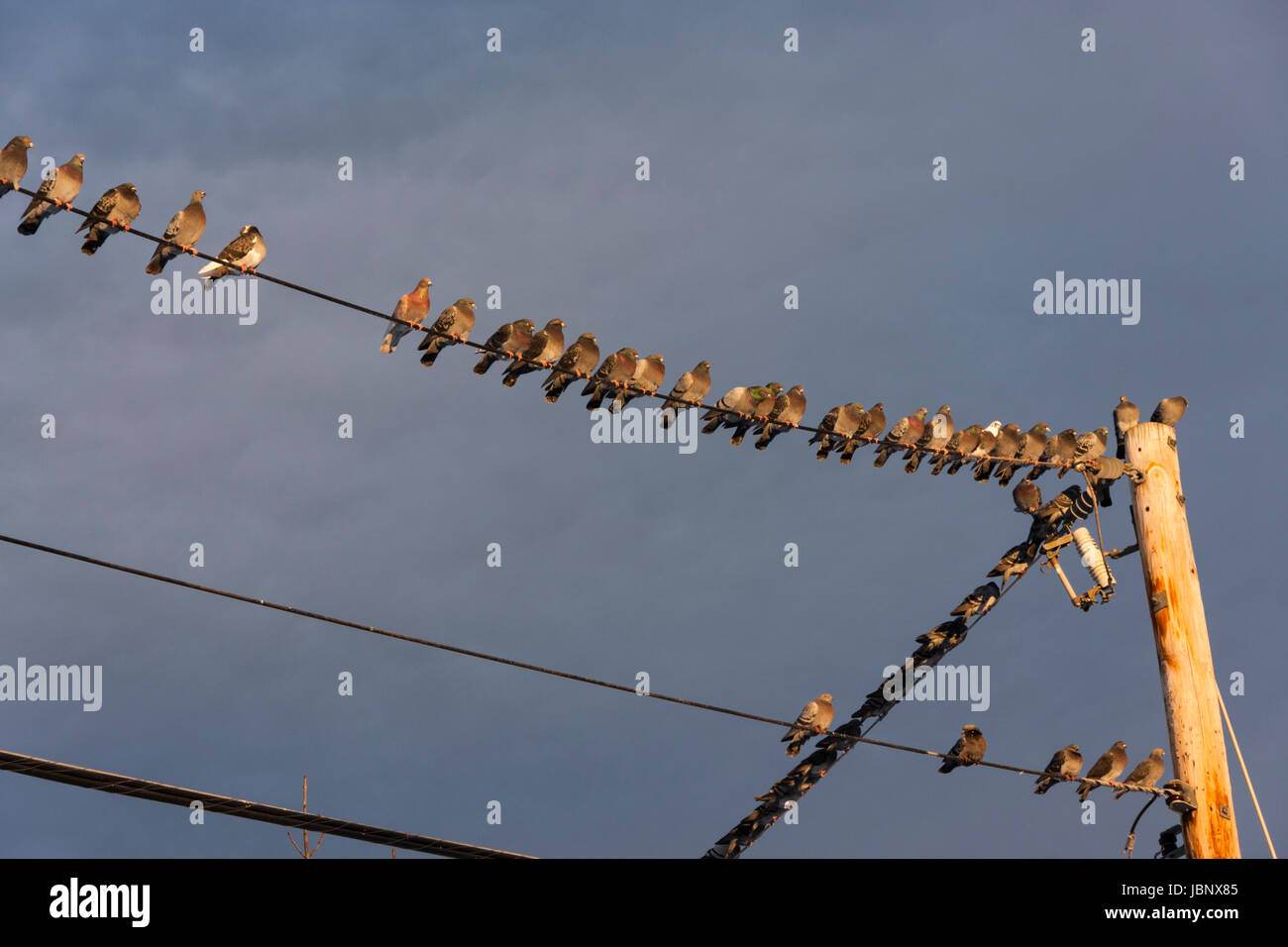 Pigeons perched on telephone line at sunset Stock Photo - Alamy