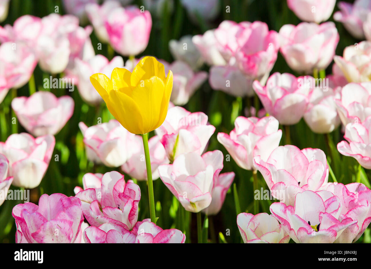 Bed of tulips growing in spring garden tulips Stock Photo - Alamy