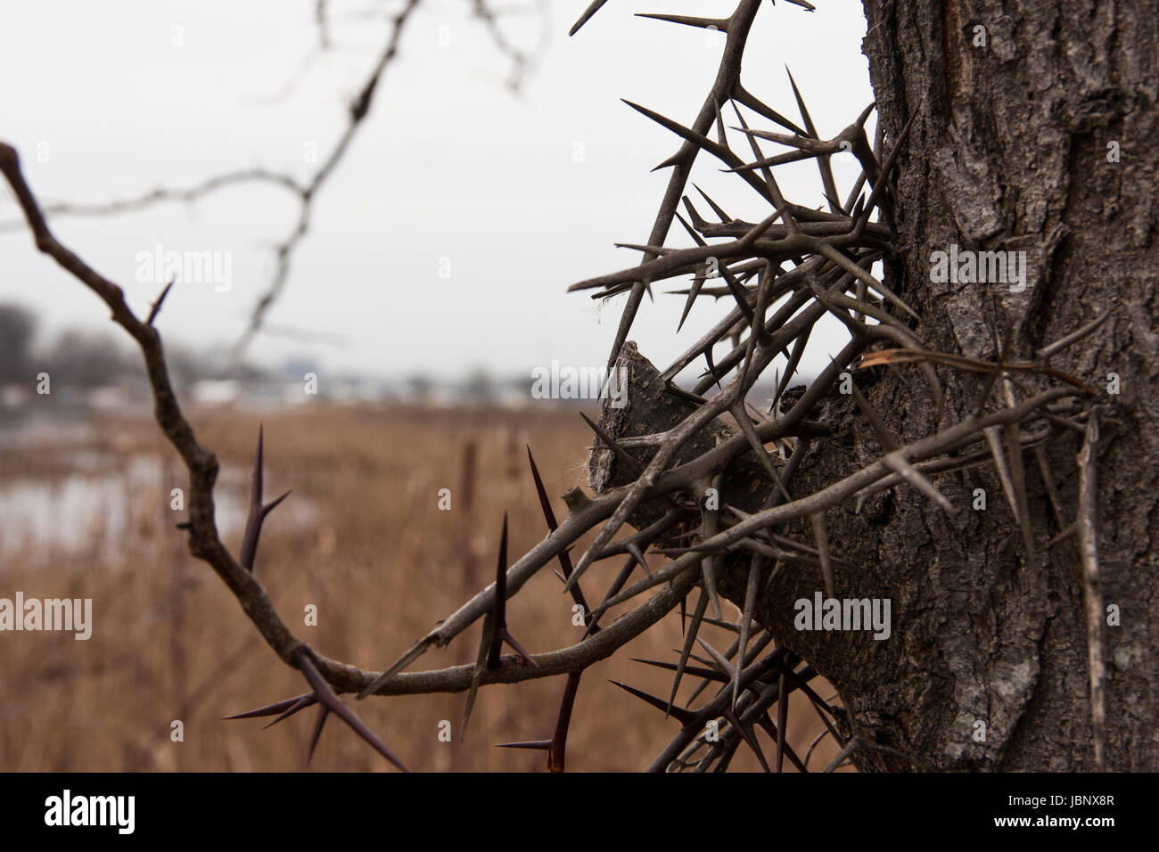Tree with thorns in winter wetland Stock Photo - Alamy