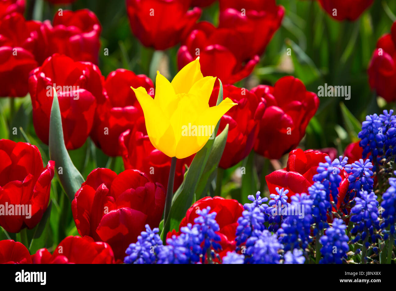 Bed of tulips growing in spring garden tulips Stock Photo - Alamy