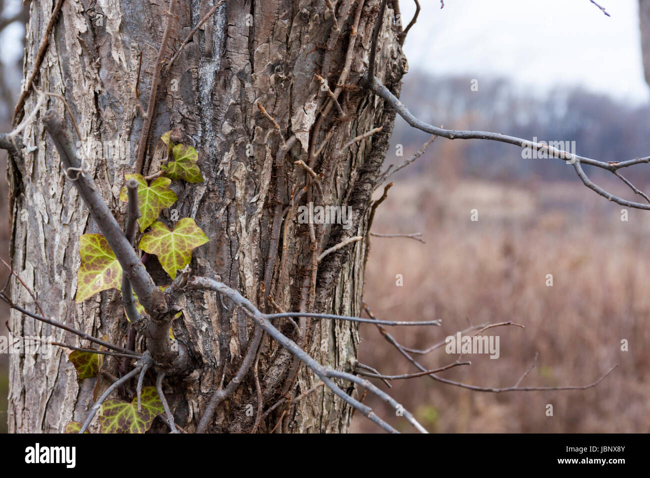 English ivy vine hi-res stock photography and images - Alamy