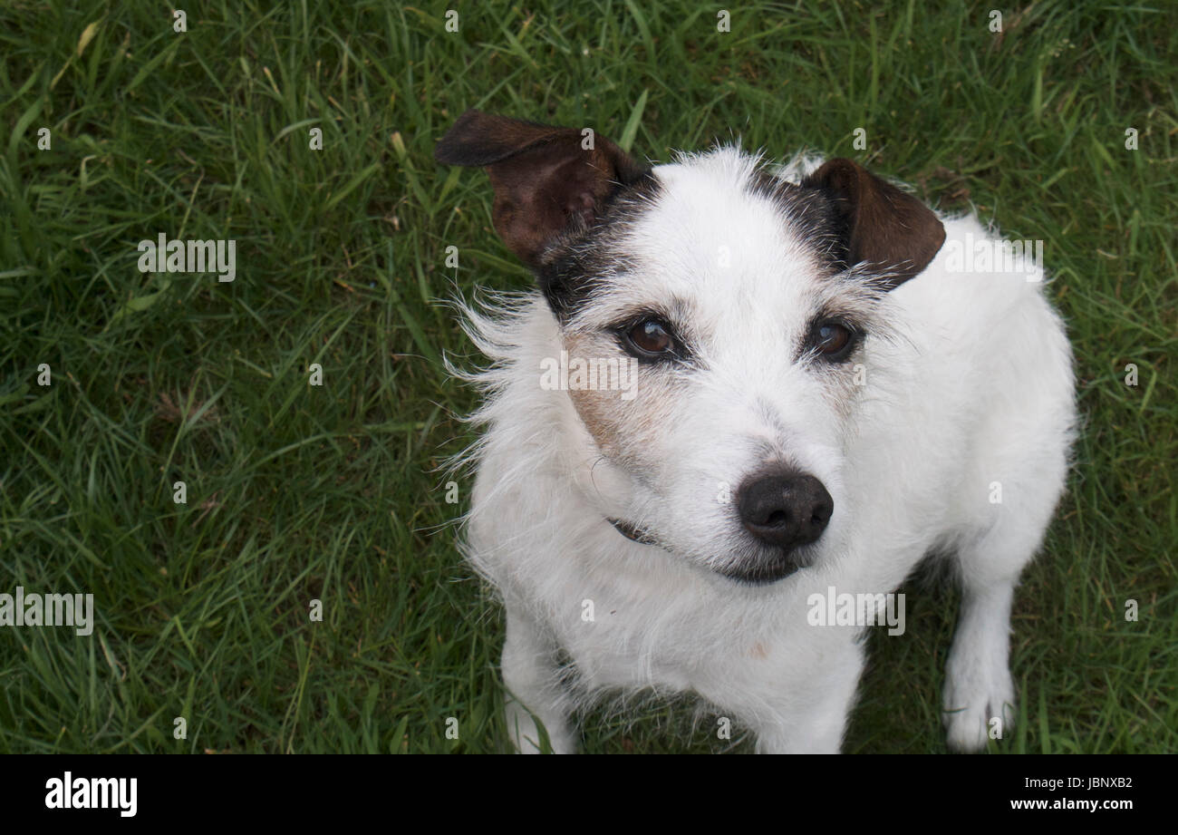 Parson Jack Russell Terrier Stock Photo - Alamy