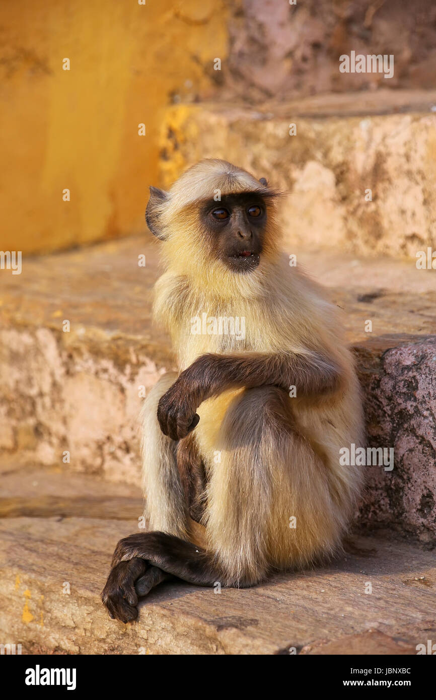 Young gray langur sitting on the stairs in Amber Fort, Jaipur ...