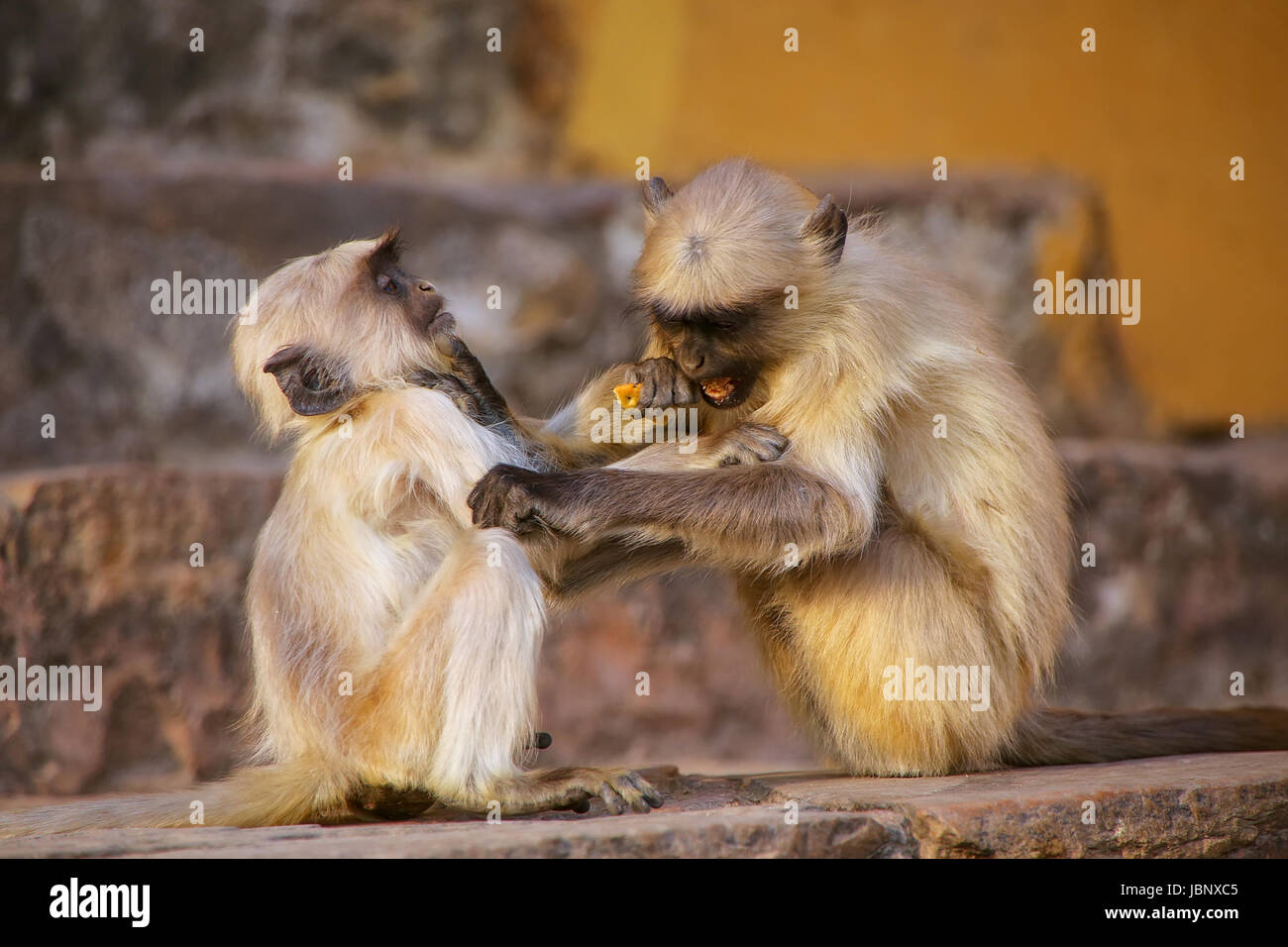 Young gray langurs playing on the stairs in Amber Fort, Jaipur ...