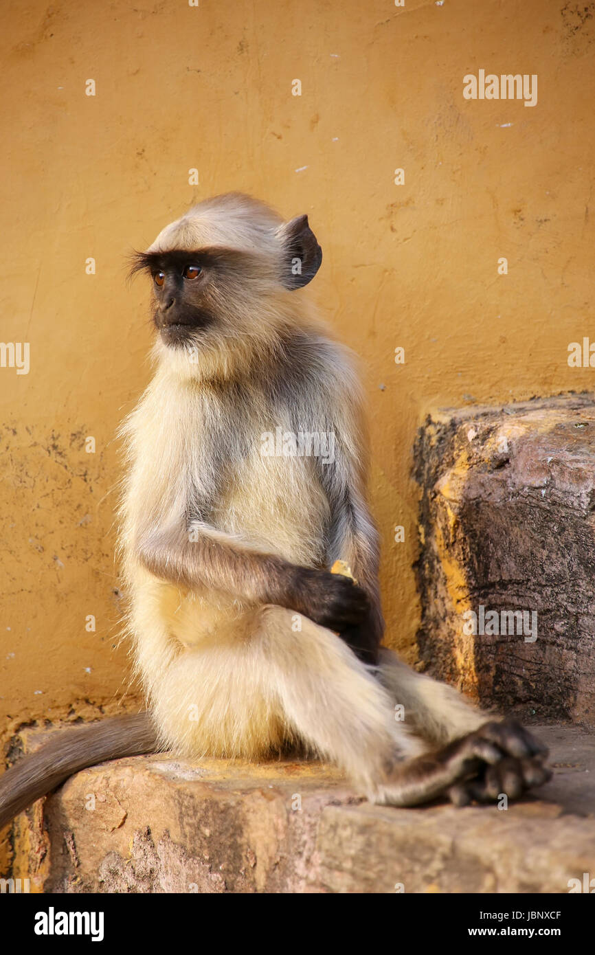 Young gray langur sitting on the stairs in Amber Fort, Jaipur ...