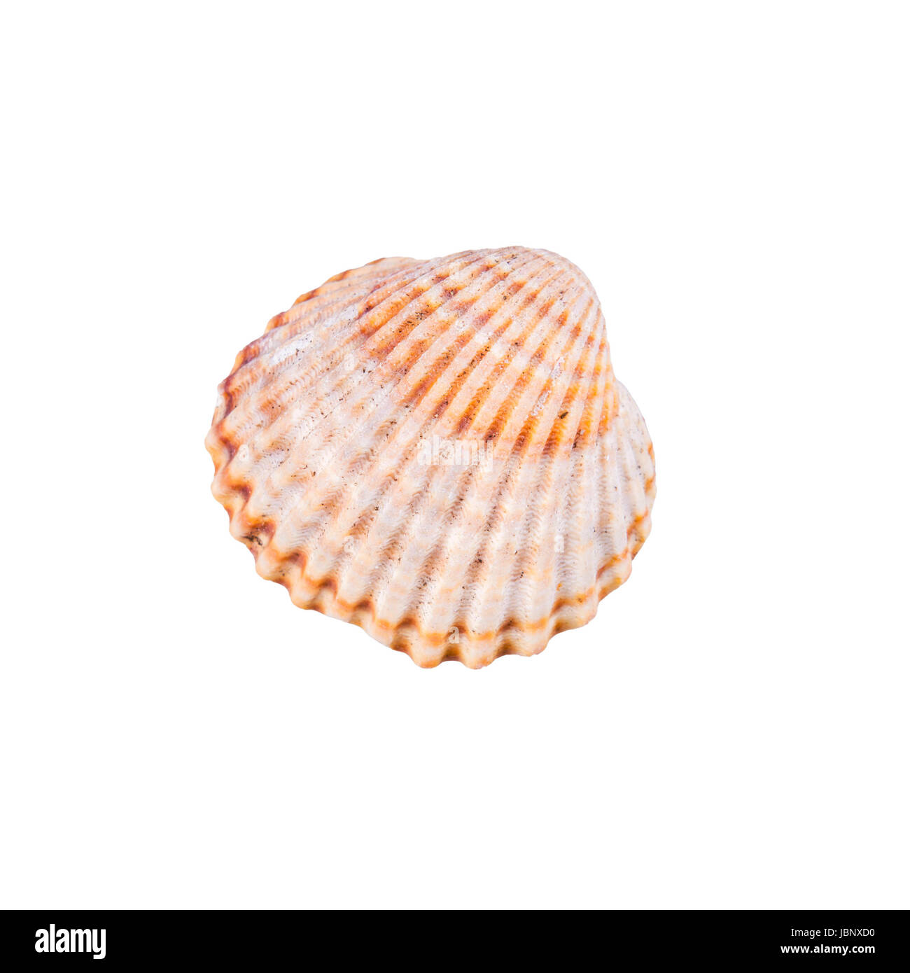 Sea shell isolated on a white background Stock Photo - Alamy