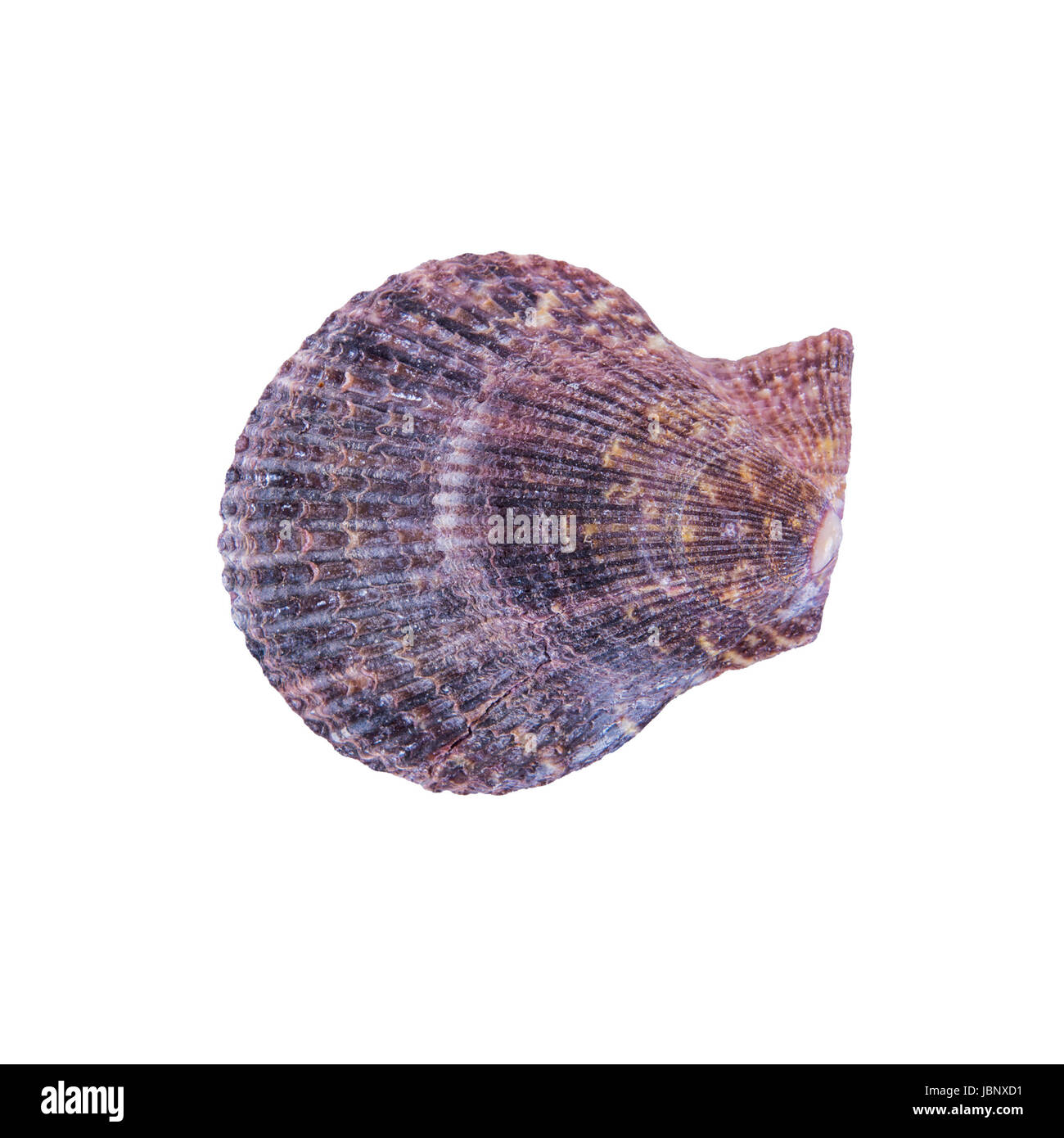 Sea shell isolated on a white background Stock Photo - Alamy