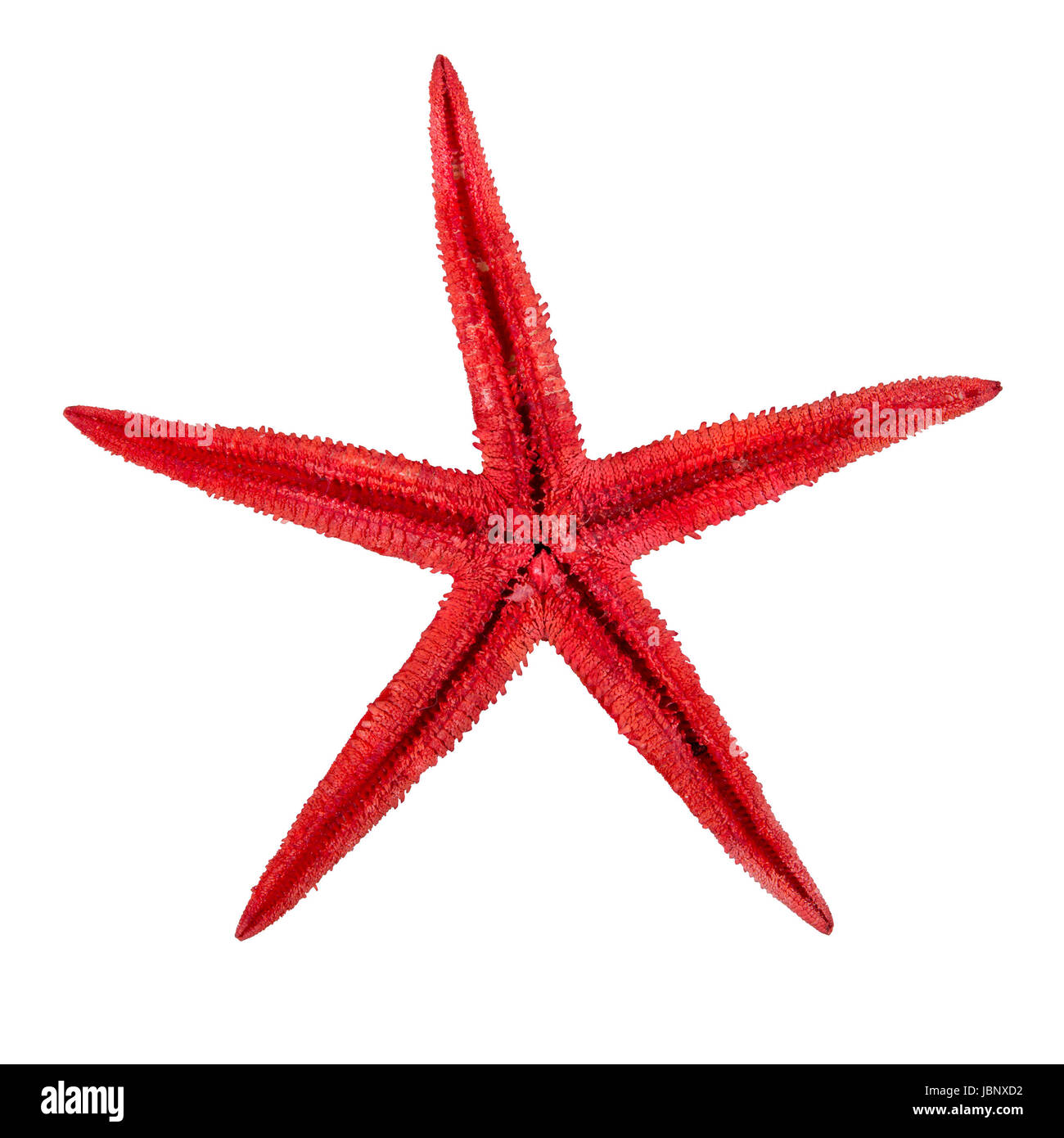 Bumpy starfish hi-res stock photography and images - Alamy