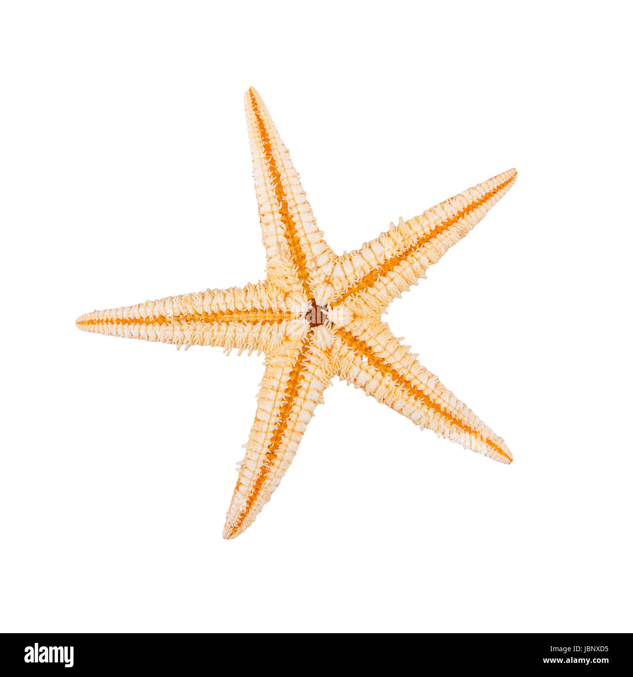 Sea starfish isolated on a white background Stock Photo - Alamy