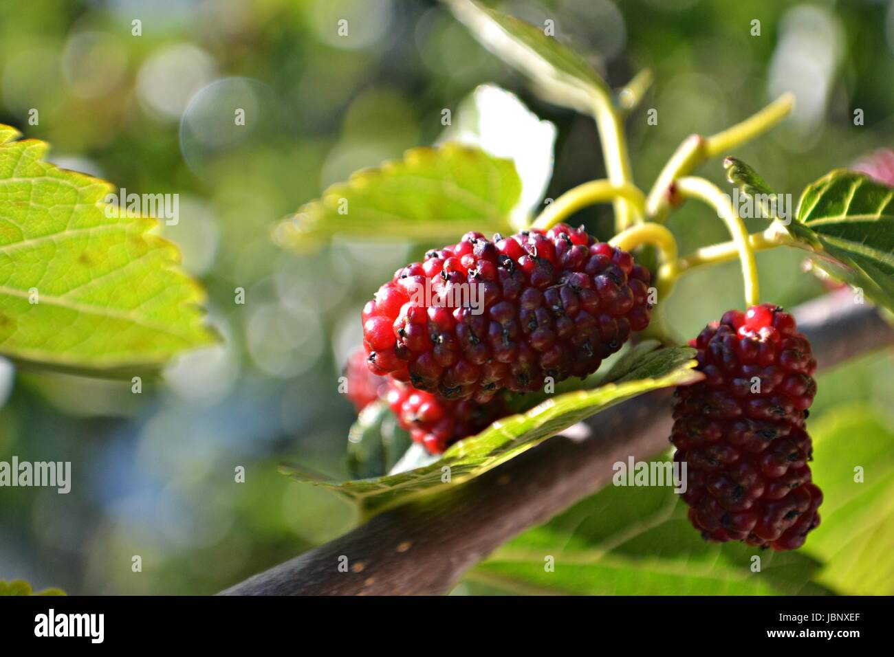 Red mulberry on the tree Stock Photo - Alamy