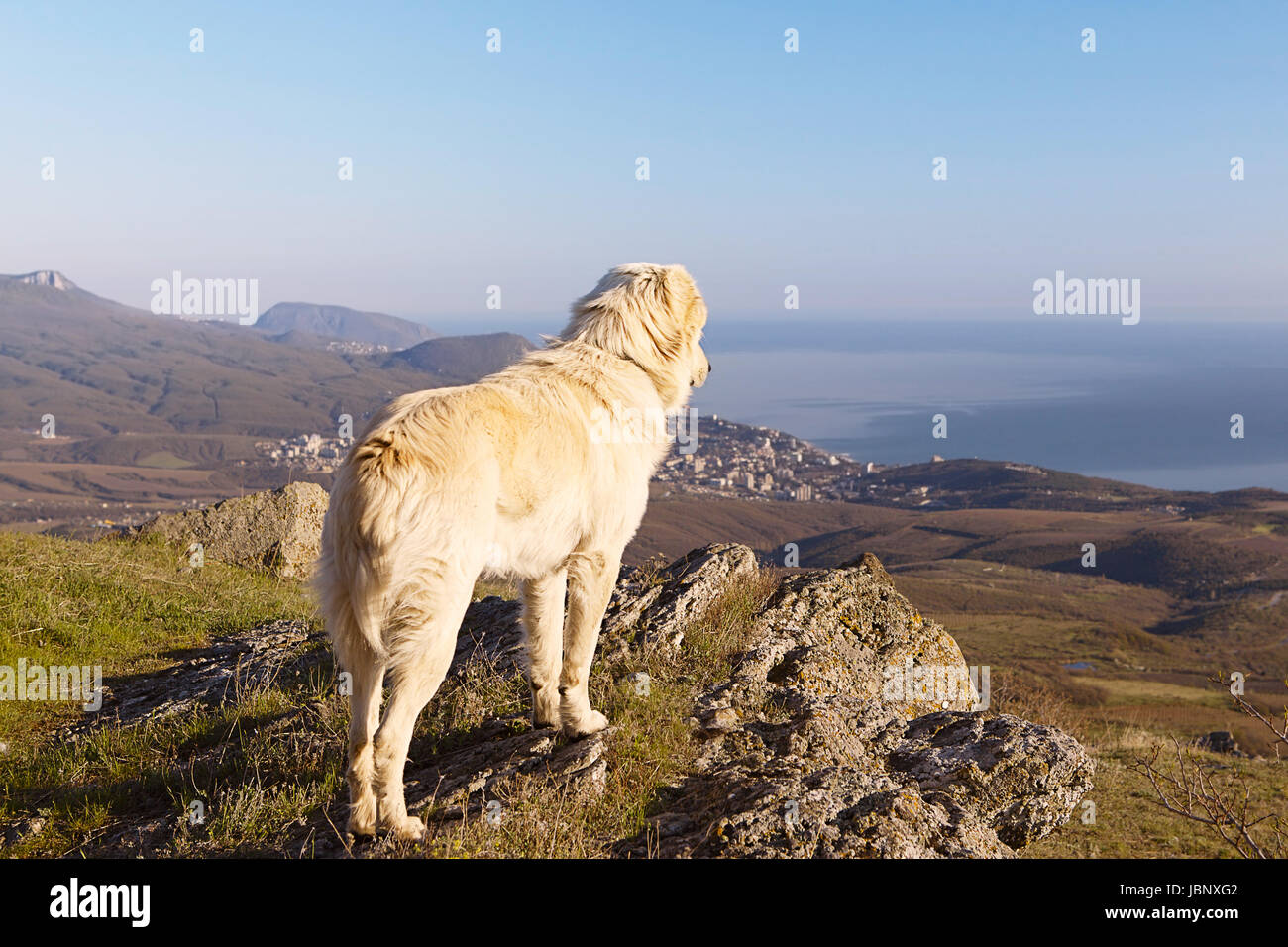 Big shepherd standing on the rocky mountain hill Stock Photo - Alamy