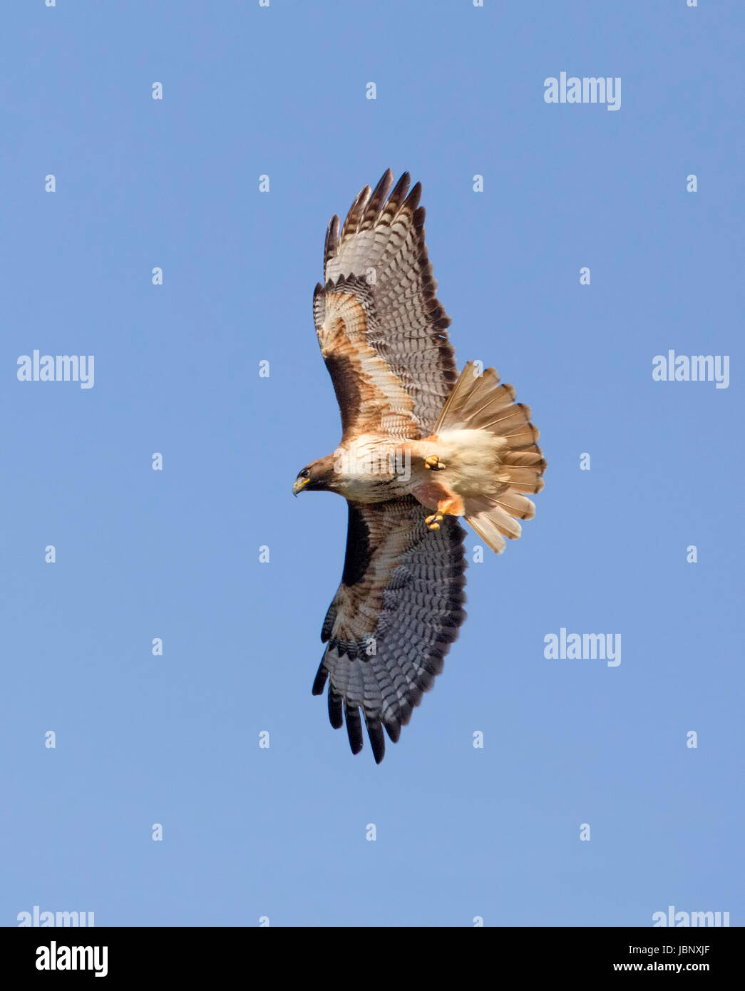 Red tailed Hawk in Flight Stock Photo - Alamy