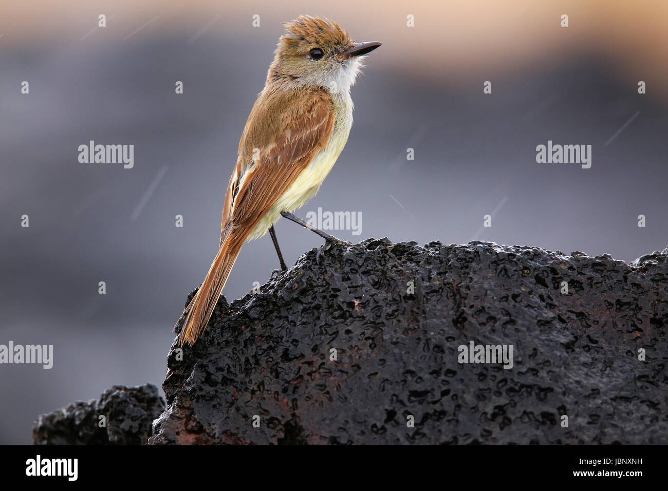 Galapagos flycatcher (Myiarchus magnirostris) on Santiago Island ...