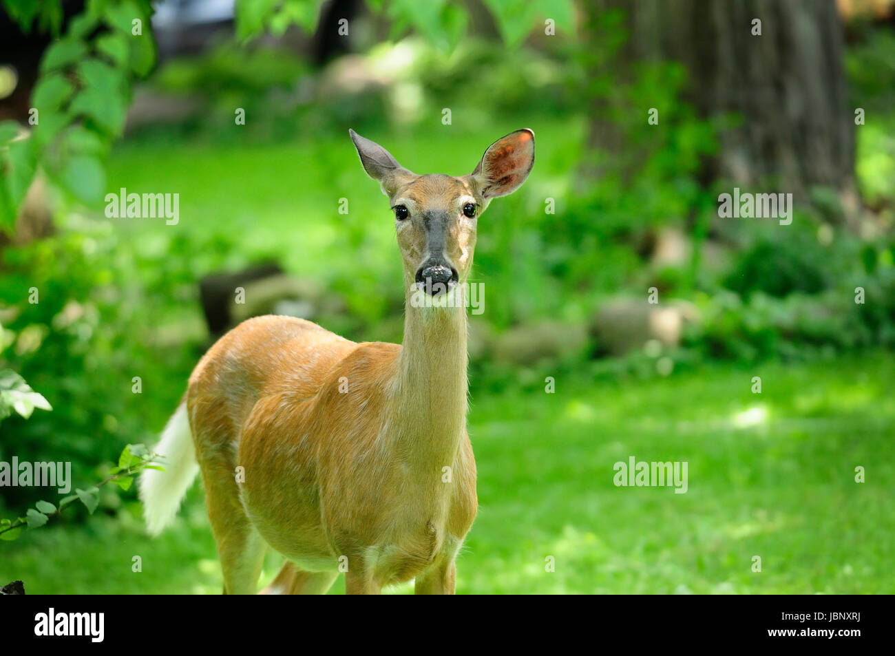 White tailed deer in side yard Stock Photo - Alamy