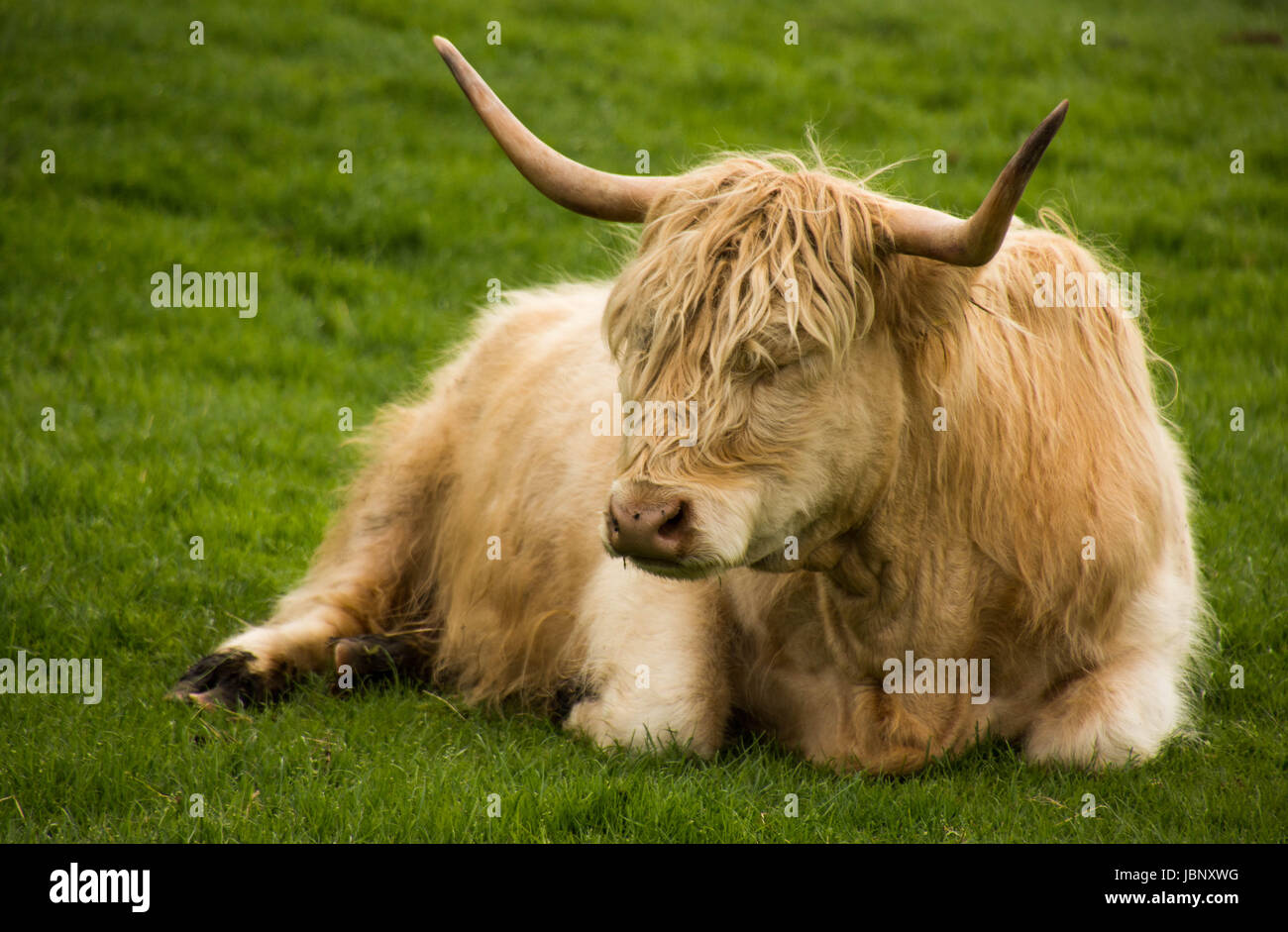 Highland Cow Sleeping in a field Stock Photo - Alamy