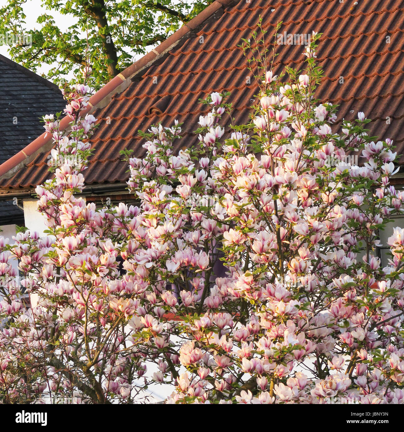 Red tiled roof and magnolia tree in London suburb Stock Photo - Alamy