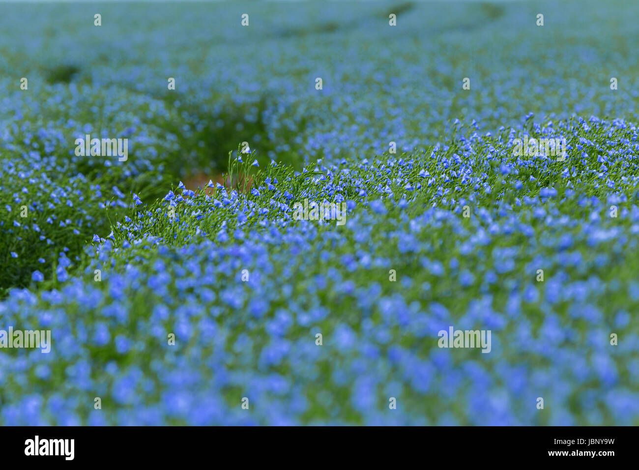 Tracks Through a Field of Common Flax Stock Photo - Alamy