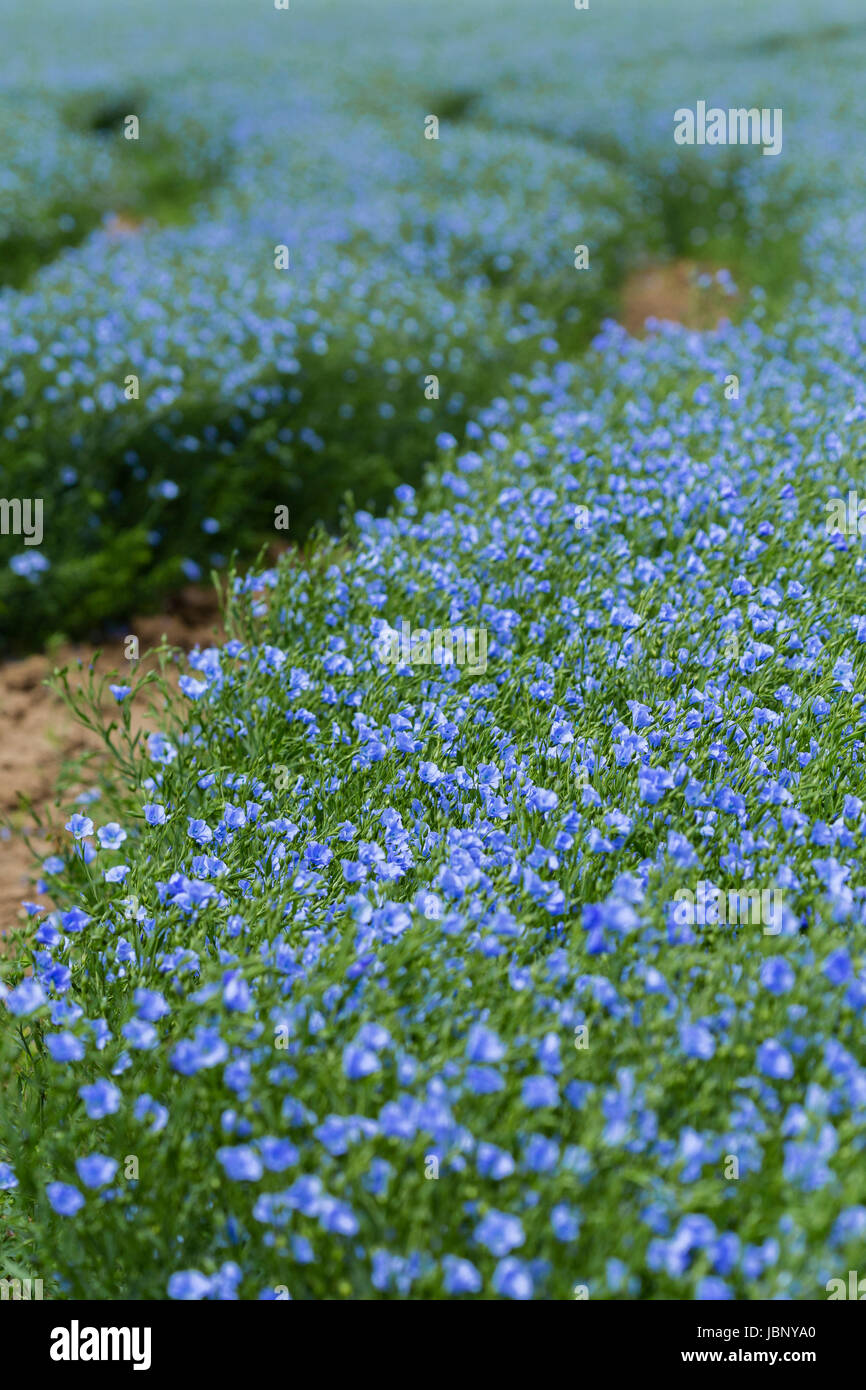 Tracks Through a Field of Common Flax Stock Photo - Alamy