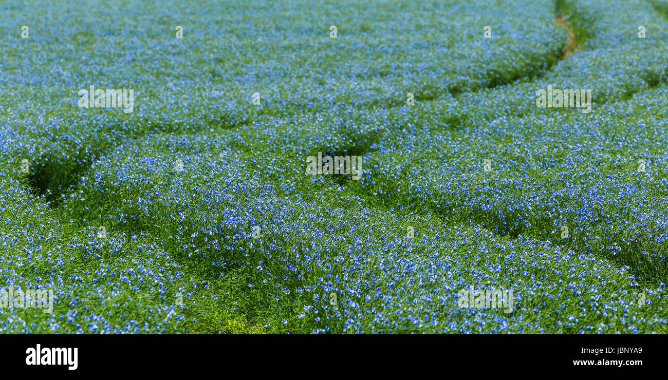 Tracks Through a Field of Common Flax Stock Photo - Alamy