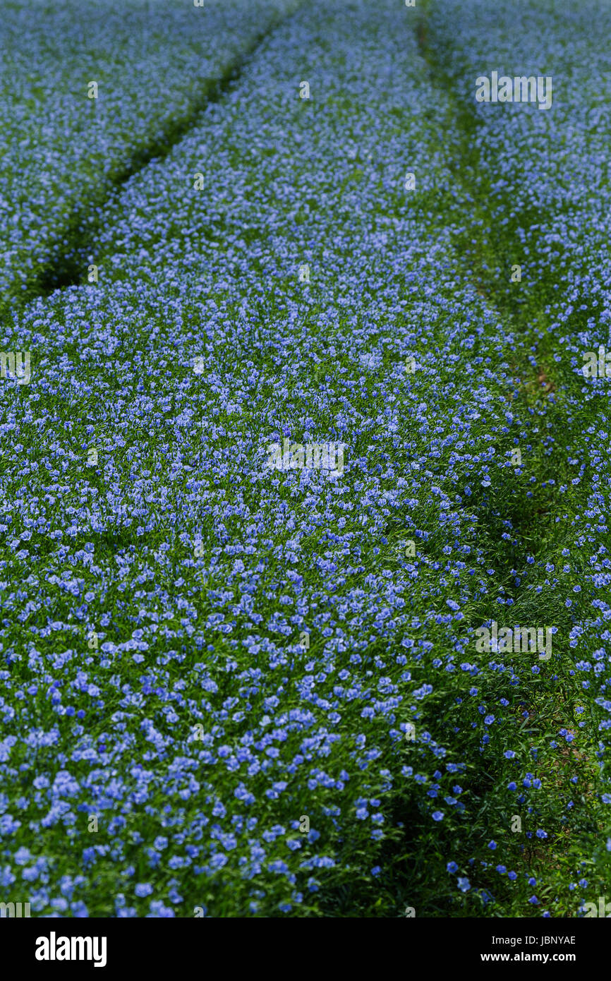 Tracks Through a Field of Common Flax Stock Photo - Alamy