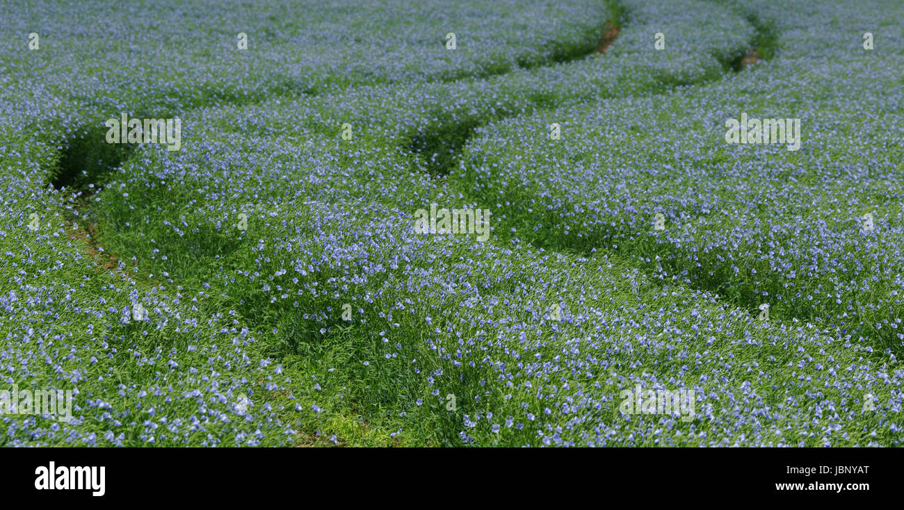 Tracks Through a Field of Common Flax Stock Photo - Alamy