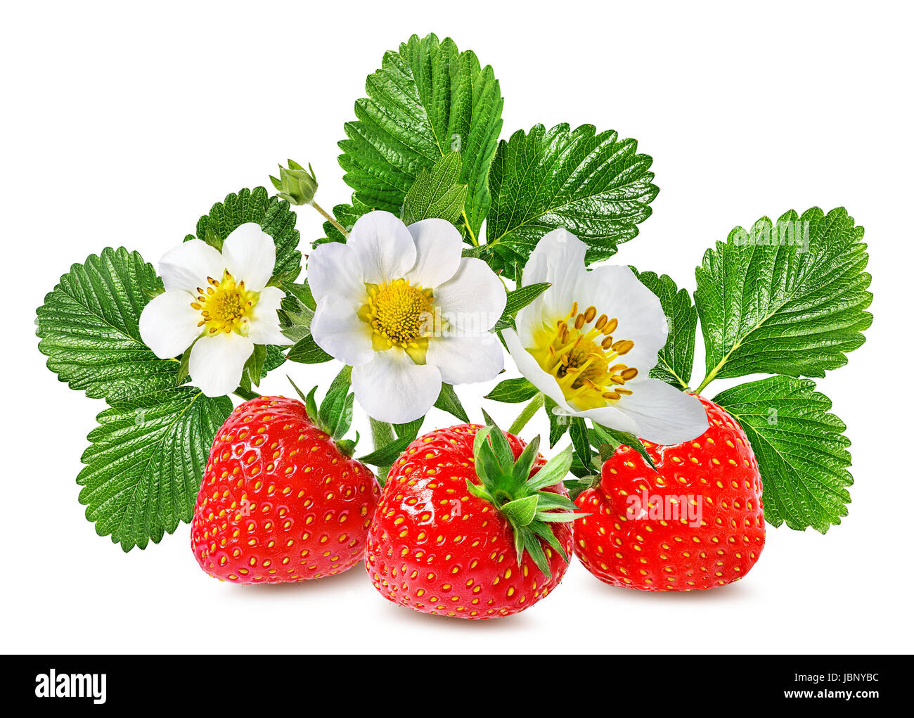 strawberry and strawberry flower isolated on white background Stock ...
