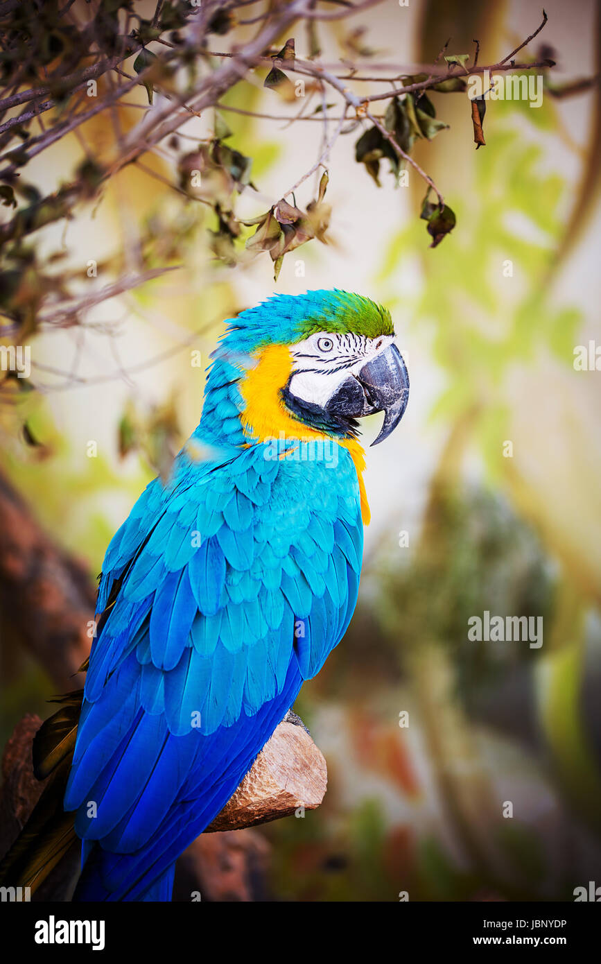 Beautiful parrot hi-res stock photography and images - Alamy