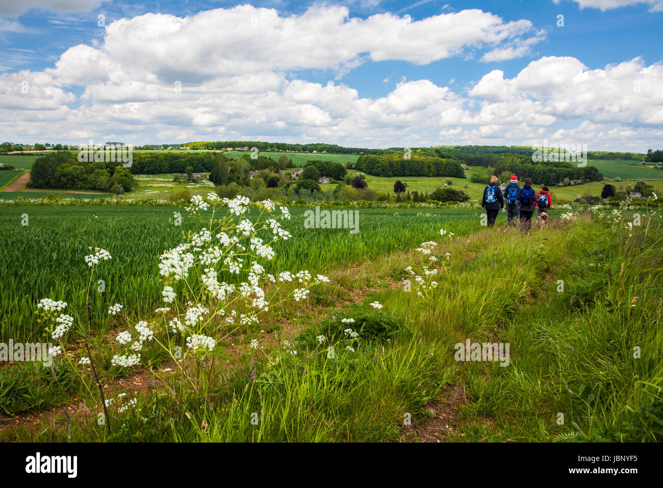 A group of walkers on a summer ramble in the Cotswolds Stock Photo - Alamy