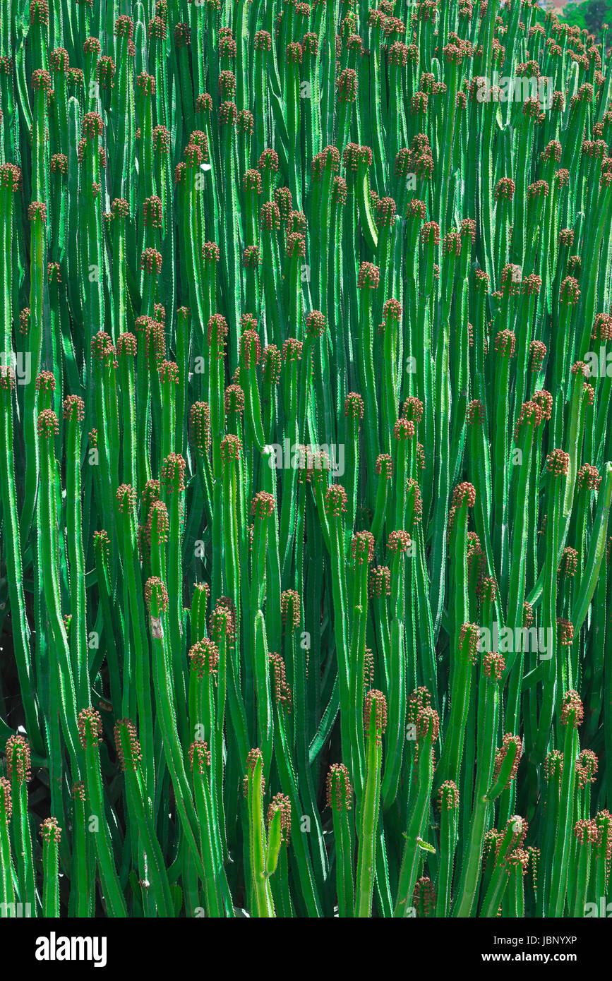Cactus cacti, view of Cactus Pachycereus Marginatus - Mexican Fence ...