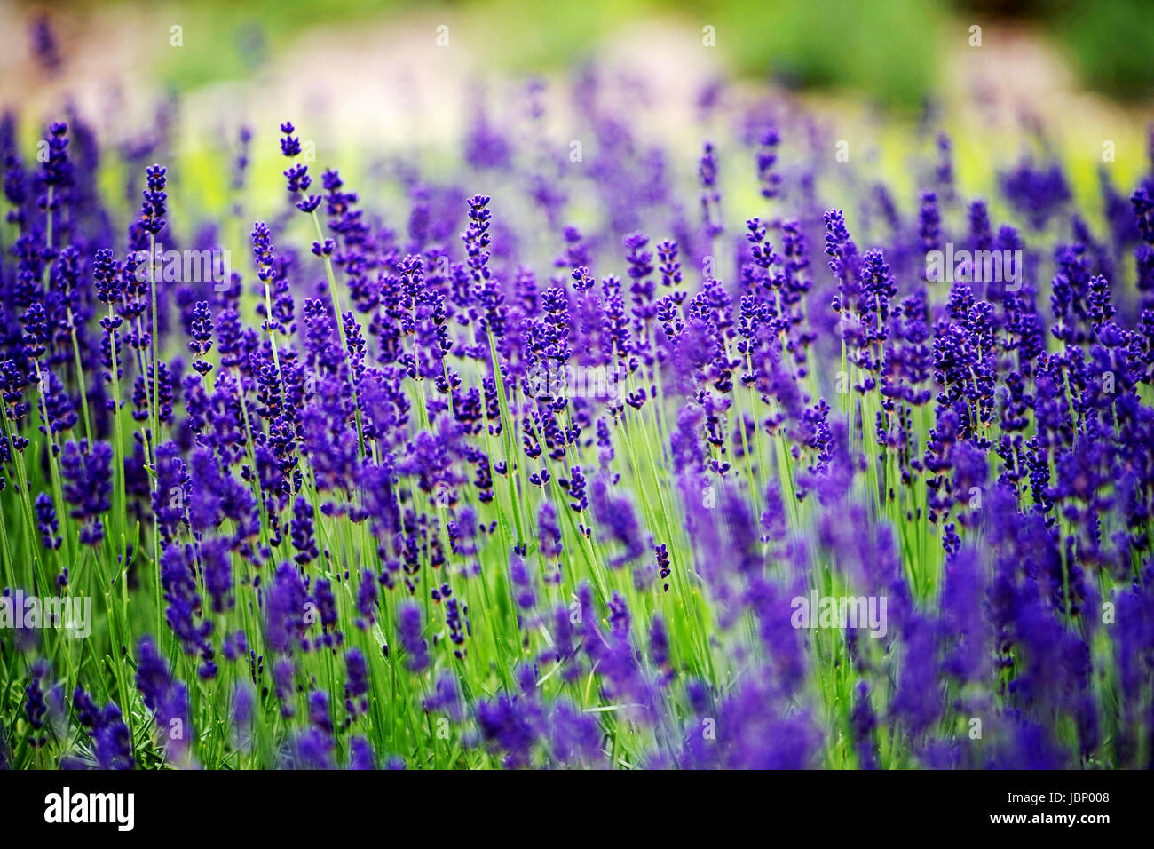 Lavandula angustifolia garden hi-res stock photography and images - Alamy
