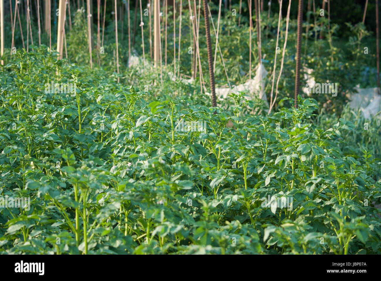 Potato plants growing in Basque Country Stock Photo - Alamy