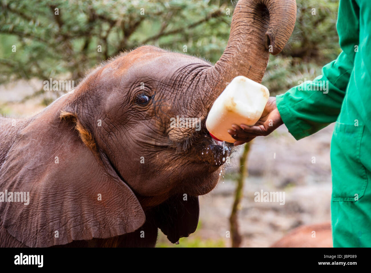 Elephants young pachyderm hi-res stock photography and images - Alamy
