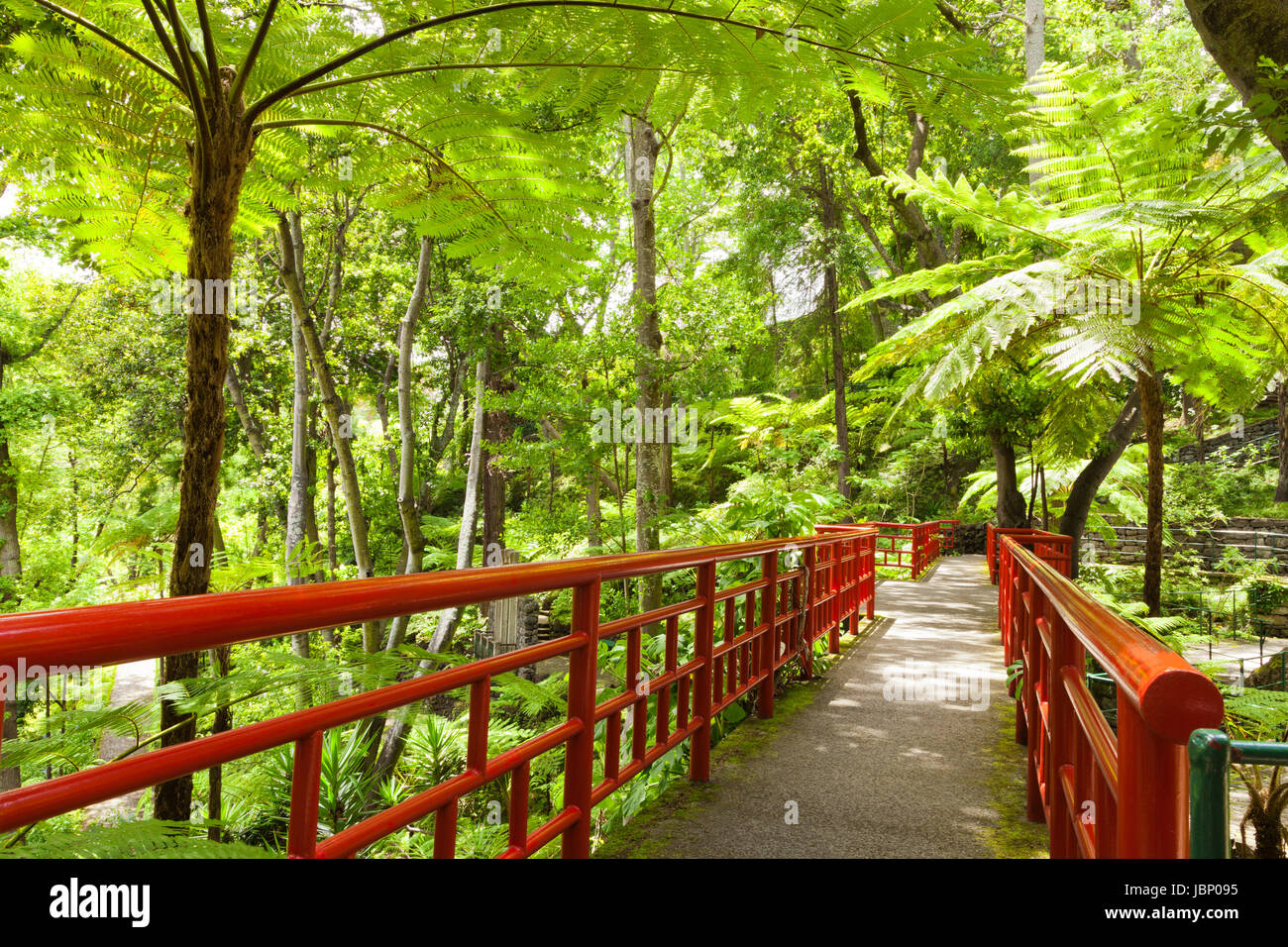 Path through red oriental bridge in tropical green garden with tall ...