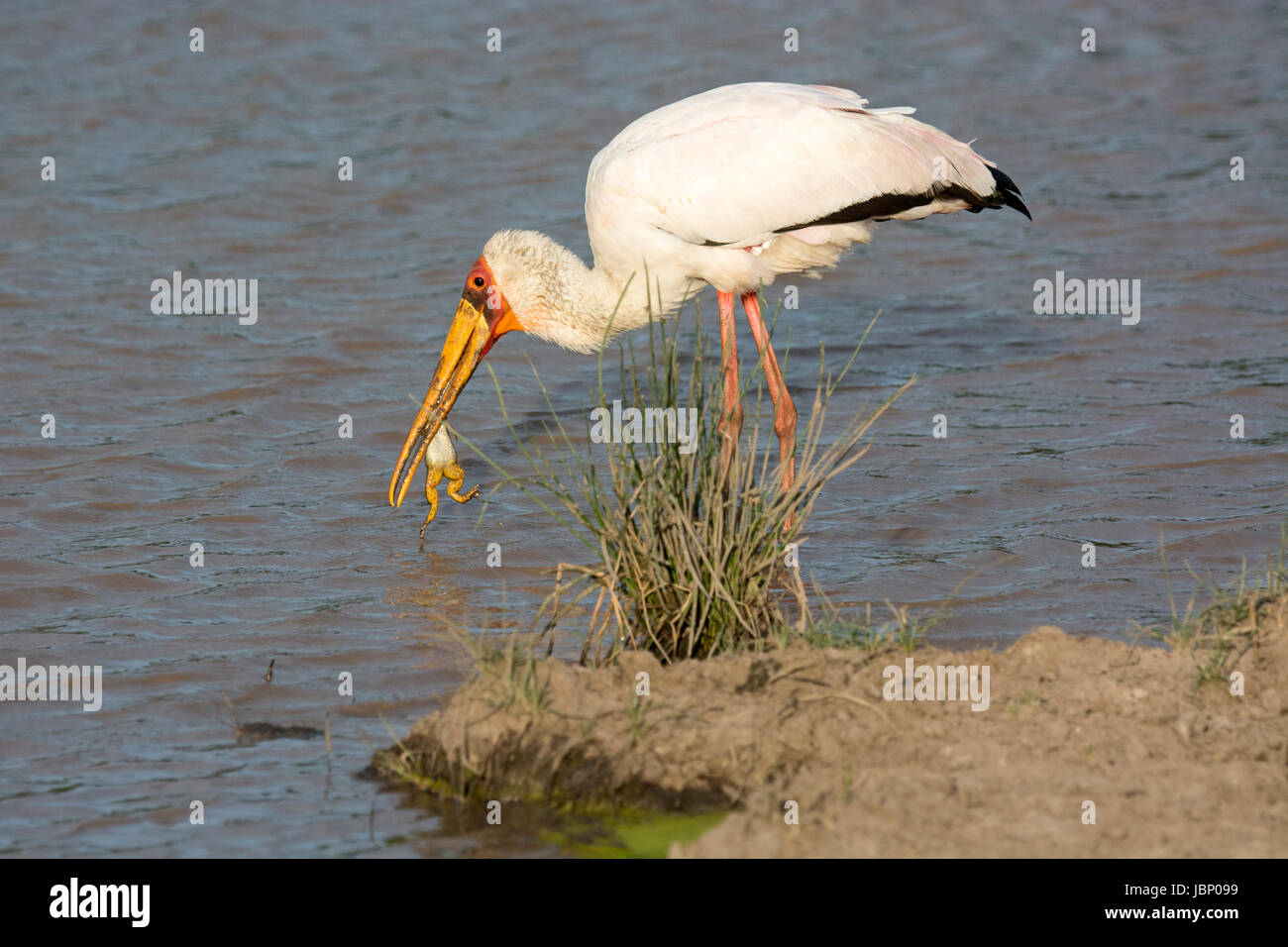Fishing frog hi-res stock photography and images - Alamy