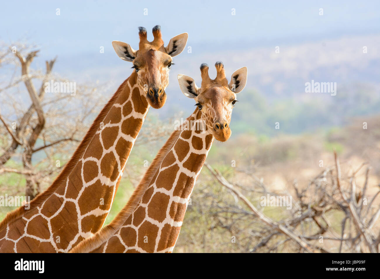 Two Reticulated Giraffes, Giraffa camelopardalis reticulata, adult and juvenile, looking at the ...