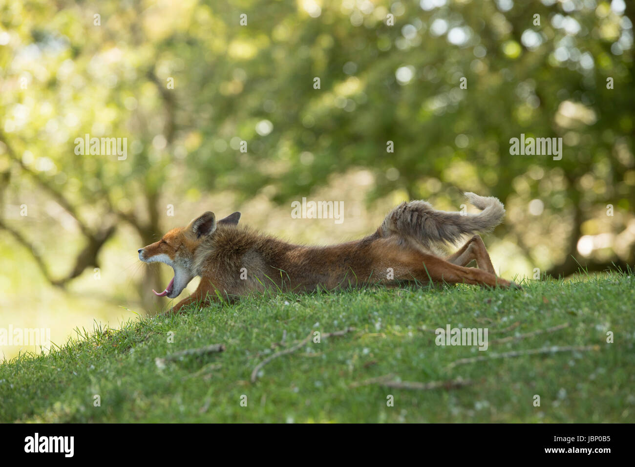 Red fox, lying stretched in grass and yawning Stock Photo - Alamy
