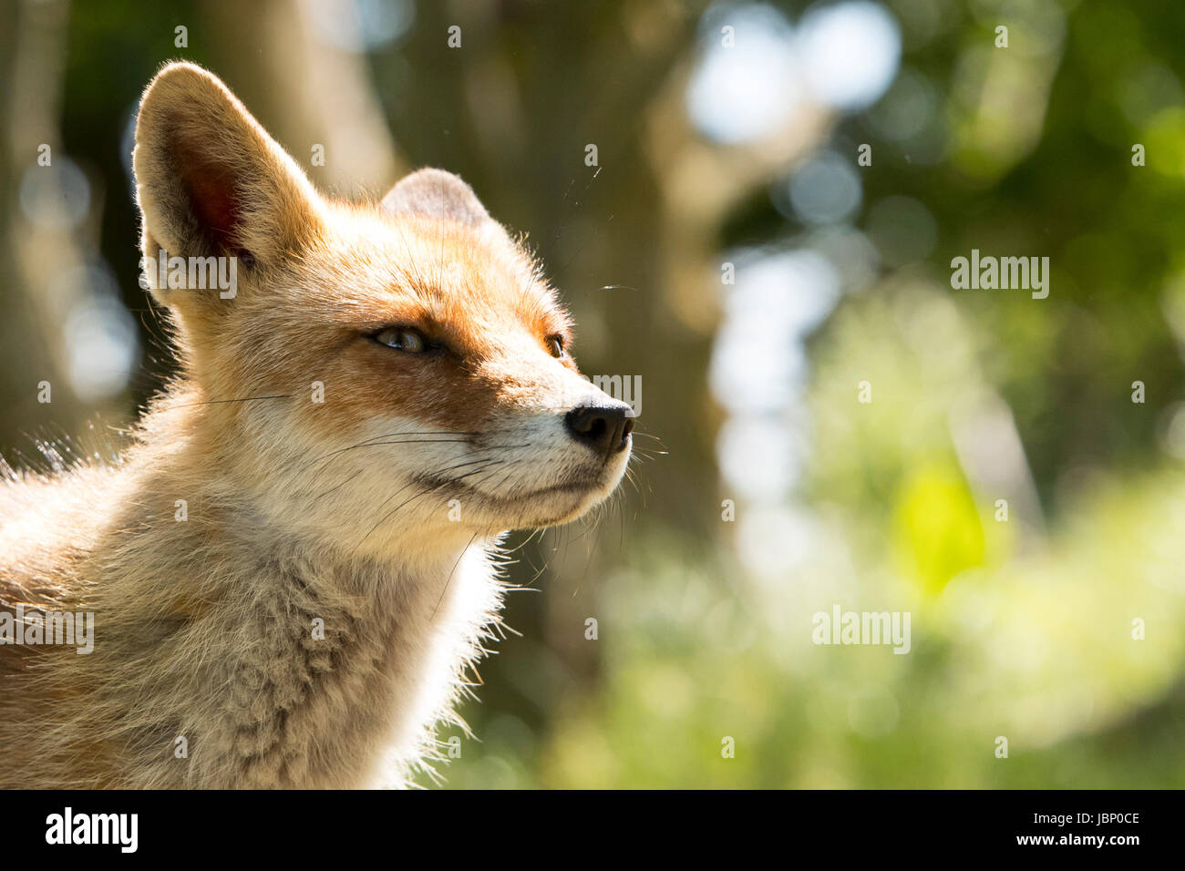 Red fox head hi-res stock photography and images - Alamy