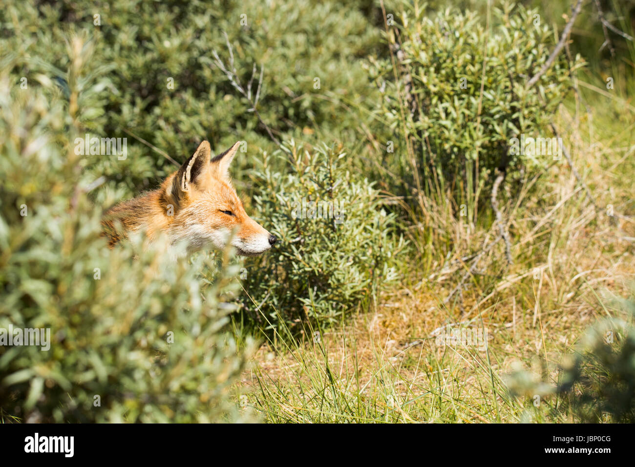 Red fox, head coming out of the bushes Stock Photo - Alamy