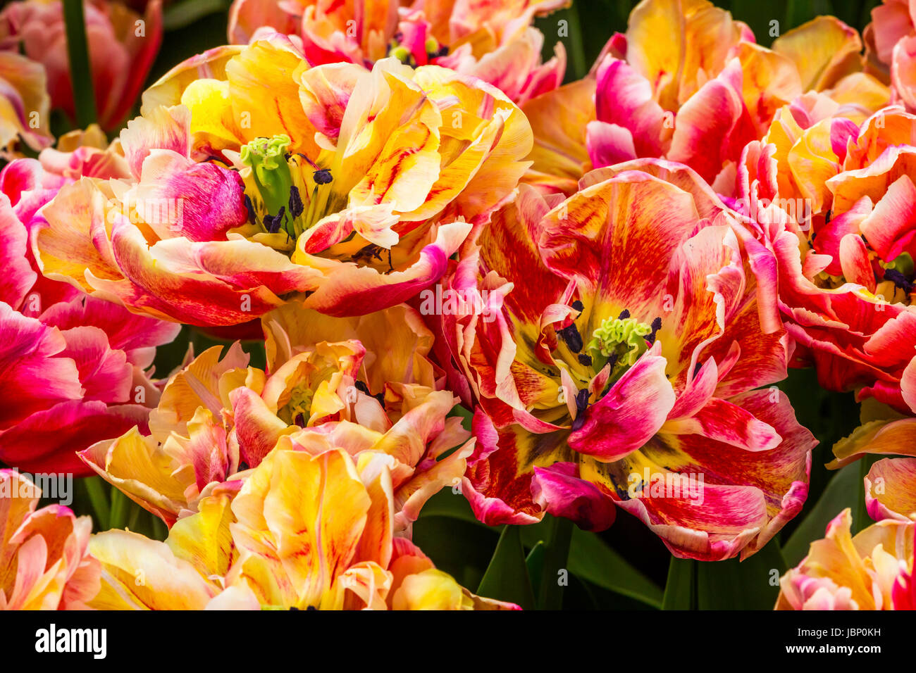 Pink Yellow Fancy Tulips Keukenhoff Lisse Holland Netherlands. Called ...